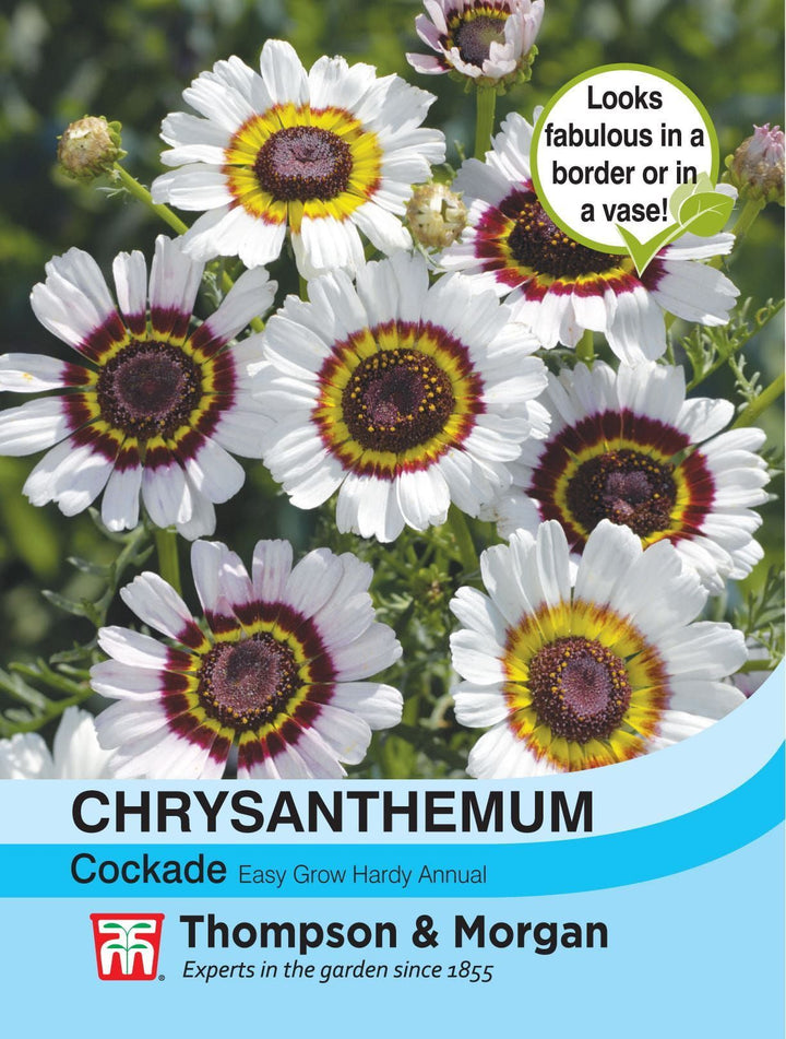 Chrysanthemum Cockade Flower Seeds