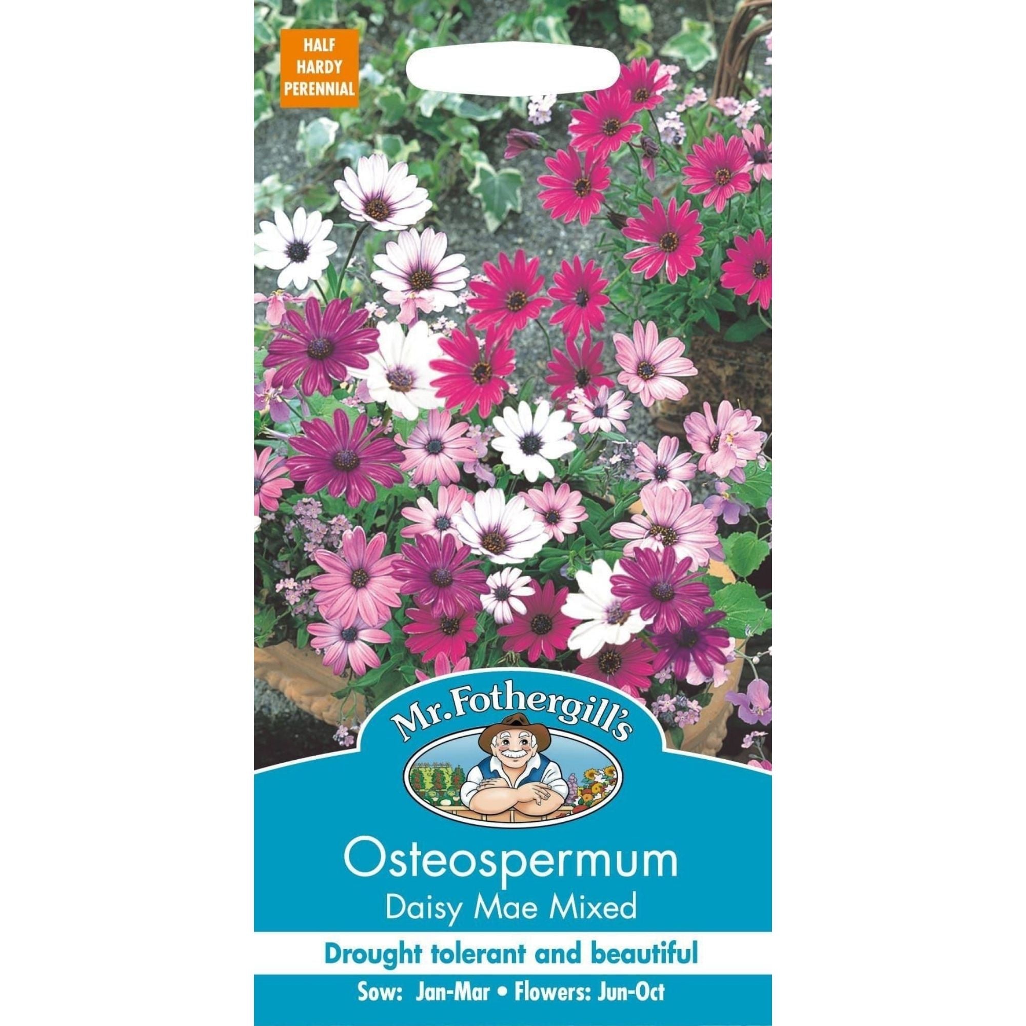 Osteospermum Daisy Mae | Flower Seeds | Cornwall Garden Shop | UK